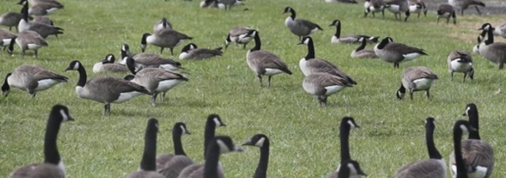 Town of Essex to explore goose-scaring methods on Colchester Beach ...